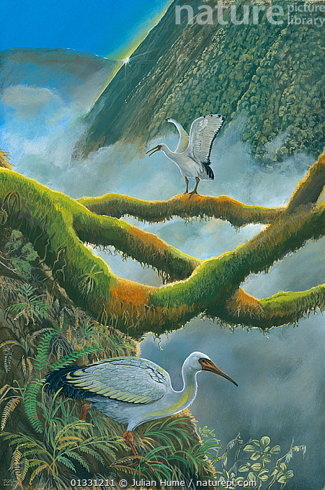 Stock photo of Illustration of Reunion solitaire / Reunion sacred ibis ...