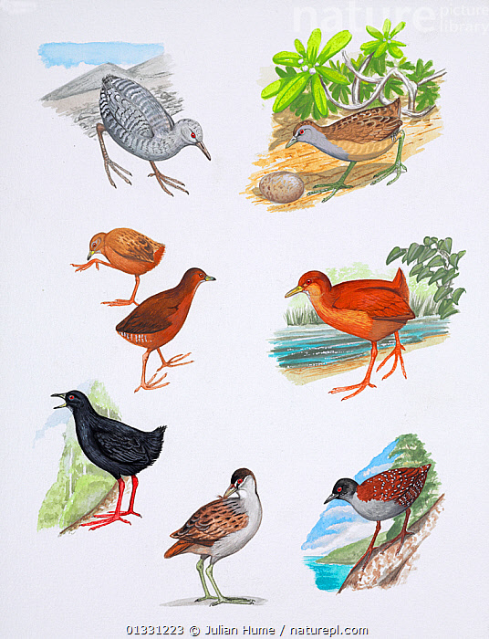 Stock photo of Illustration of extinct rails. Clockwise from top right ...