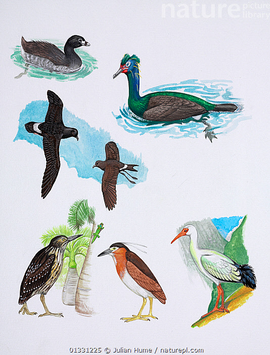 Water Bird Art