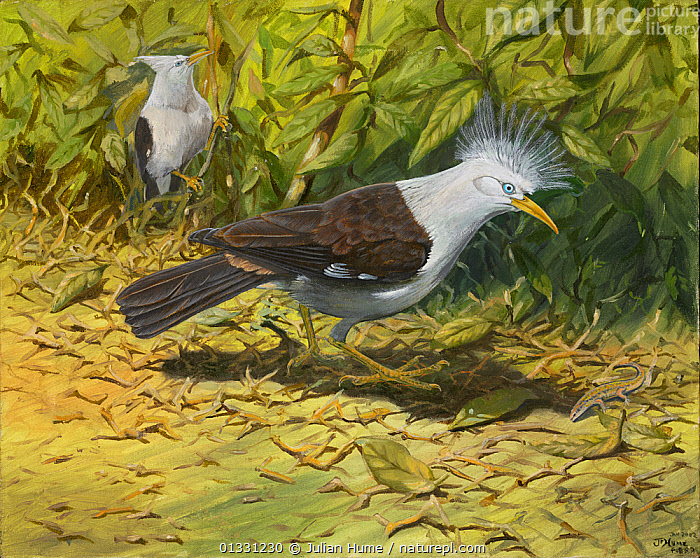 Stock photo of Illustration of Reunion crested starling (Fregilupus ...