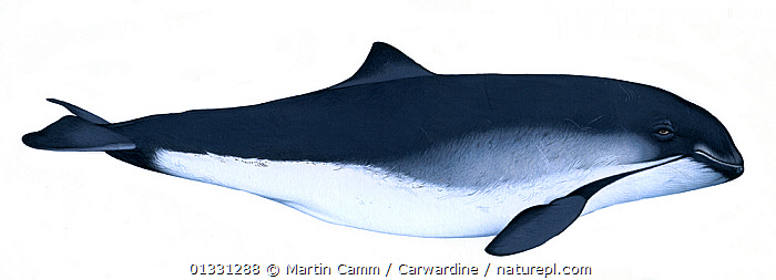 Stock photo of Illustration of Harbour / Common porpoise (Phocoena ...