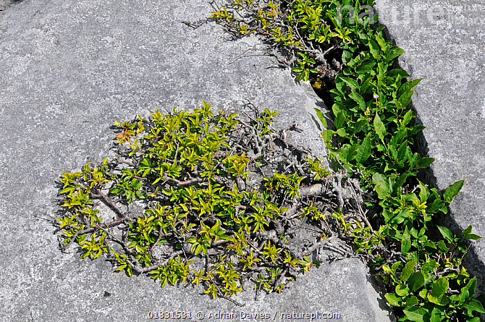 Stock photo of Blackthorn (Prunus spinosa) growing from gryke in ...