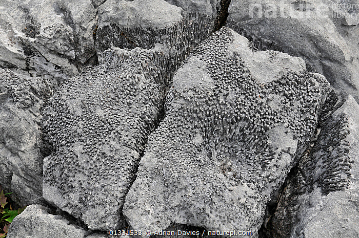 Stock photo of Fossil of Colonial Coral in Carboniferous Limestone. The ...