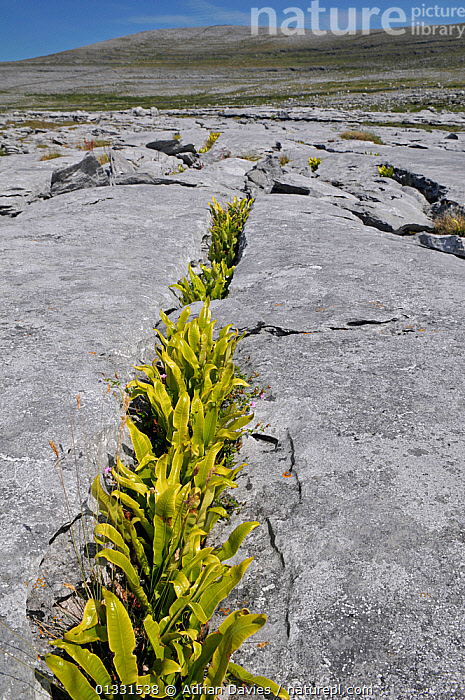 Stock photo of Harts tongue fern (Asplenium scolopendrium) growing in ...
