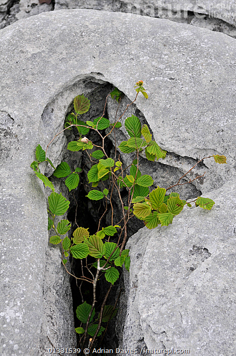 Stock photo of Hazel (Corylus avellana) growing in gryke on limestone ...