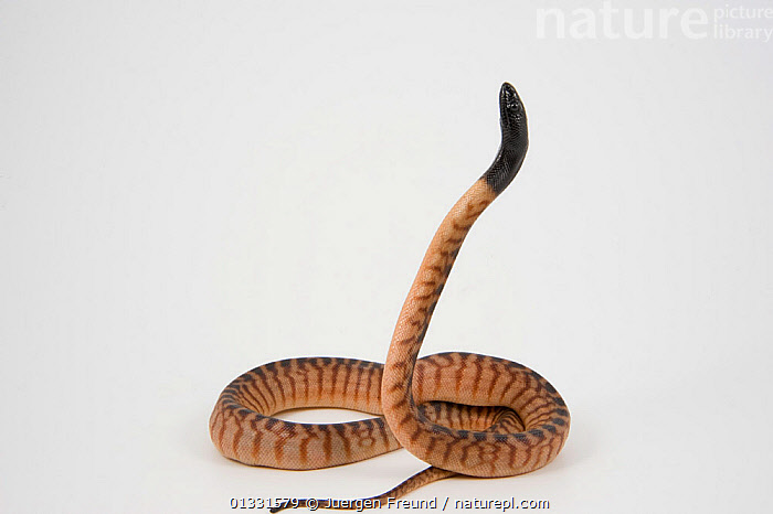 Stock photo of Black-headed python (Aspidites melanocephalus) on white ...