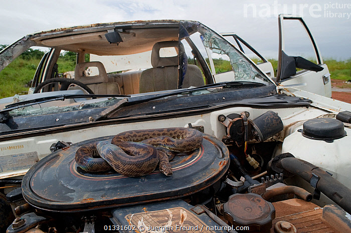 Stock photo of Spotted python (Antaresia maculosa) resting on a wrecked ...