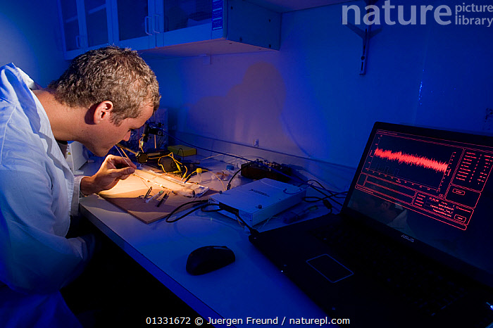 Stock photo of Researcher Guido Westhoff using an anesthesized Shaw's ...