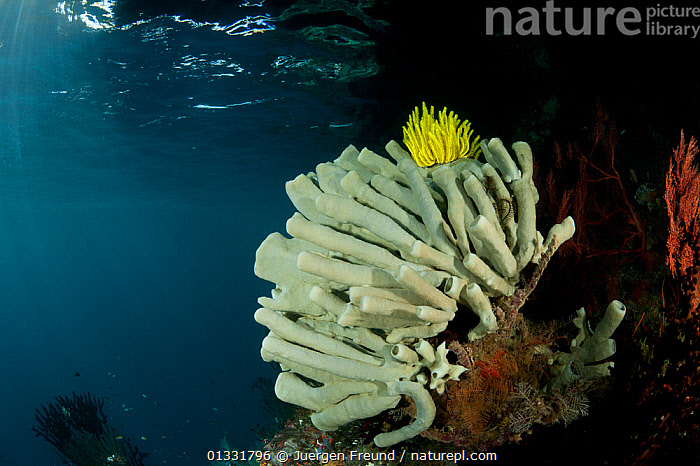 Stock photo of Sponges (Porifera) in shallow water, Misool, Raja Ampat ...