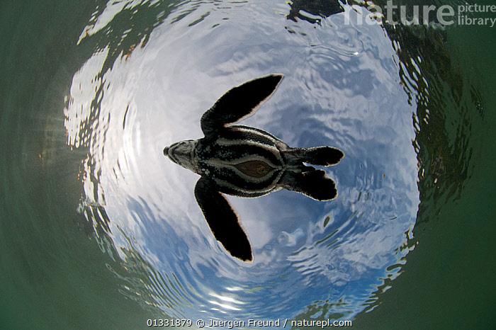 Stock photo of Baby Leatherback sea turtle (Dermochelys coriacea) seen ...