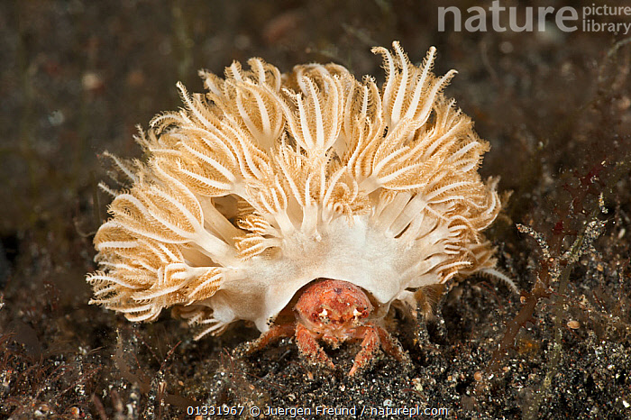Stock photo of Hermit crab with shell covered in soft coral ...