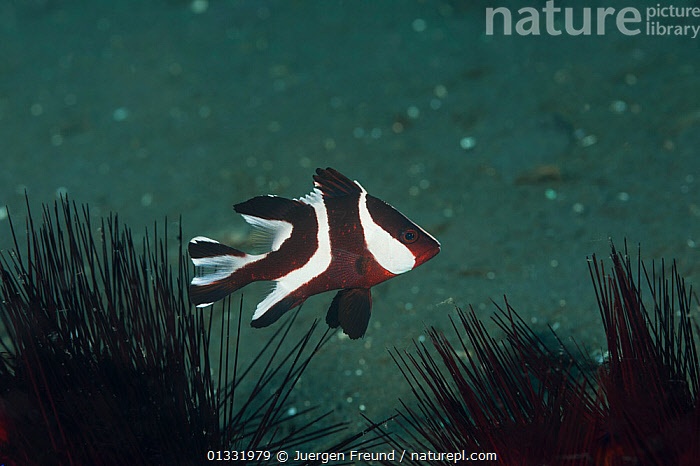 Stock photo of Juvenile red emperor snapper (Lutjanus sebae), swimming ...