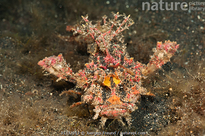 Stock photo of Spiny devilfish / Bearded ghoul fish (Inimicus ...
