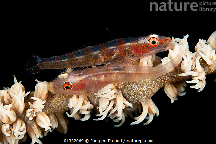 Stock photo of Two whip coral gobies (Bryaninops yongei) on a black ...
