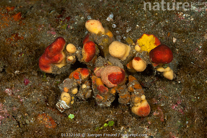 Stock photo of Sponge decorator crab (Hyastenus elatus) almost ...