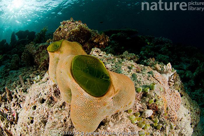 Stock photo of Green urn sea squirt / tunicate (Didemnum molle). Misool ...