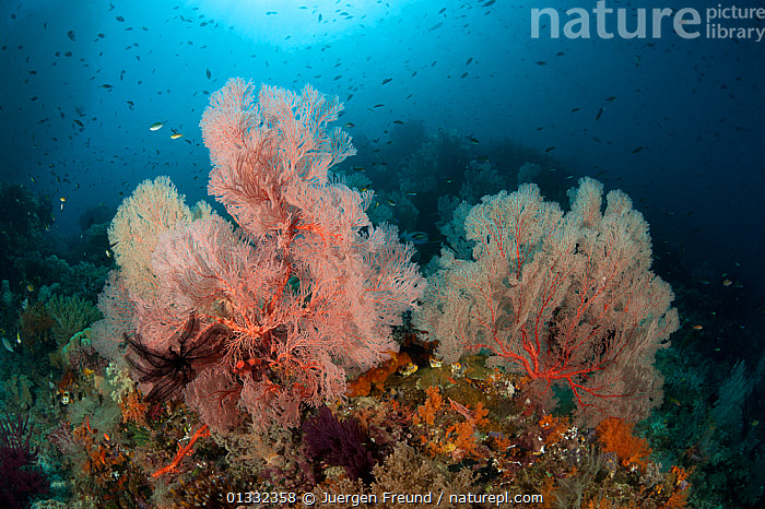 Stock photo of Large Fan corals (Gorgonacea) in the reef, surrounded by ...