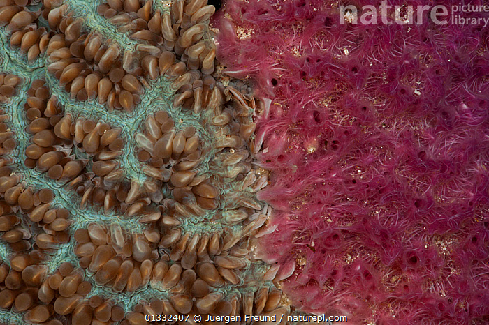 Stock photo of Purple encrusting sponge on a coral. Misool, Raja Ampat ...