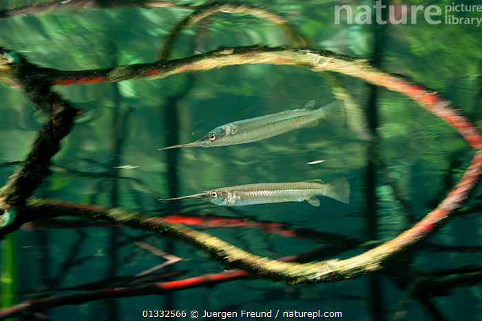 Stock photo of Estuarine halfbeak (Zenarchopterus dispar) and its ...