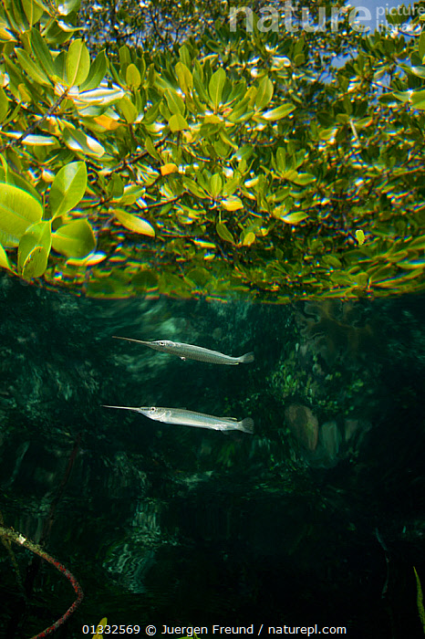 Stock photo of Estuarine halfbeak (Zenarchopterus dispar) in shallow ...