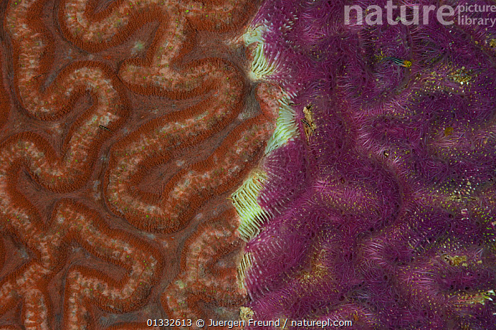 Stock photo of Purple coral-eating sponge (Nara / Chalinula nematifera ...