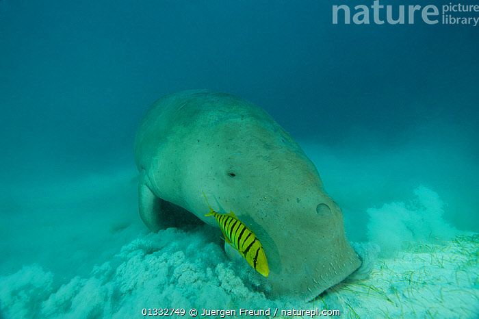 Stock photo of Dugong (Dugong dugon) feeding in the seagrass bed ...