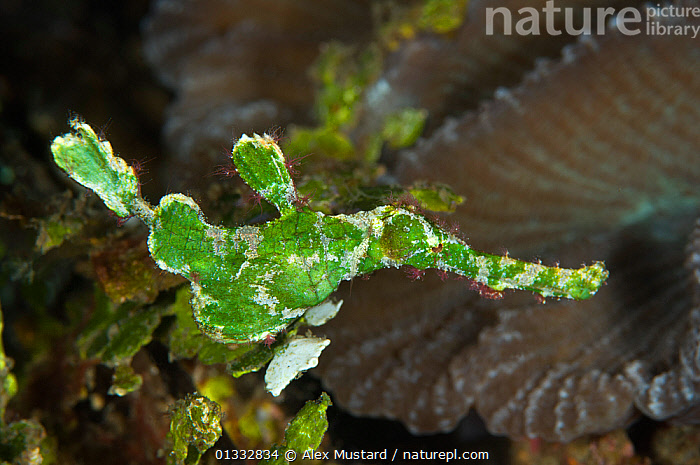 Stock photo of A Halimeda Ghost Pipefish (Solenostomus halimeda) on a ...