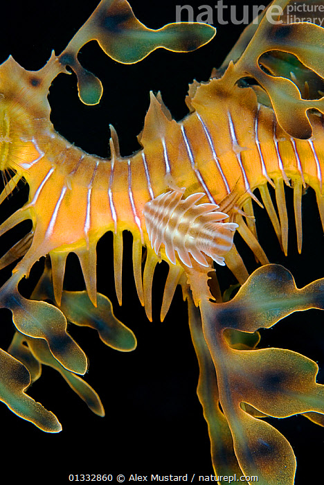Stock photo of A parasitic isopod attached to a Leafy Seadragon ...