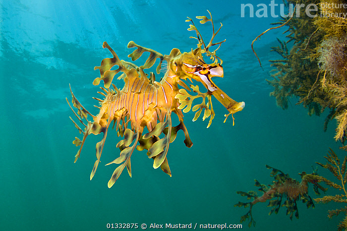 Stock photo of A Leafy Seadragon (Phycodurus eques) photographed ...