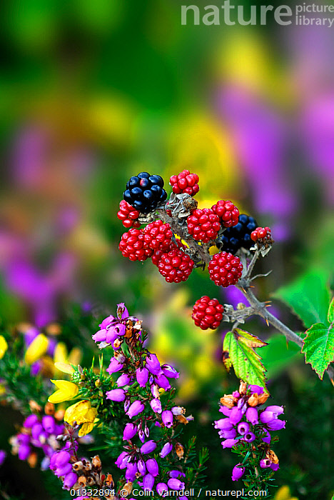 Stock photo of Blackberries (Rubus plicatus) with heather and gorse ...