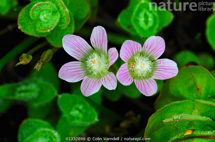 Stock photo of Bog pimpernel (Anagallis tenella) in flower, Studland ...
