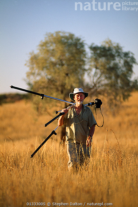 Stock photo of Stephen Dalton, photographer, carrying equipment to photograph lions in ...