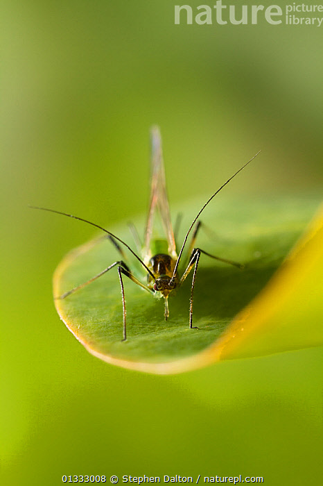 Stock photo of Winged Greenfly / Aphid (Aphidoidea) on leaf. UK, May ...