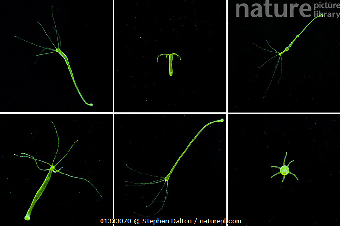 Stock photo of Sequence showing different views of Green Hydra (Hydra ...