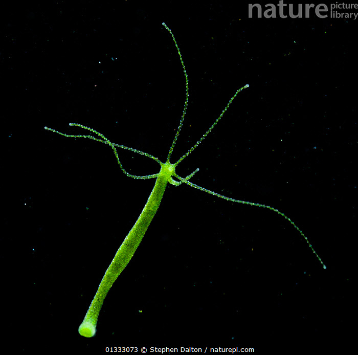 Stock photo of Green Hydra (Hydra viridis) with tentacles extended. UK ...