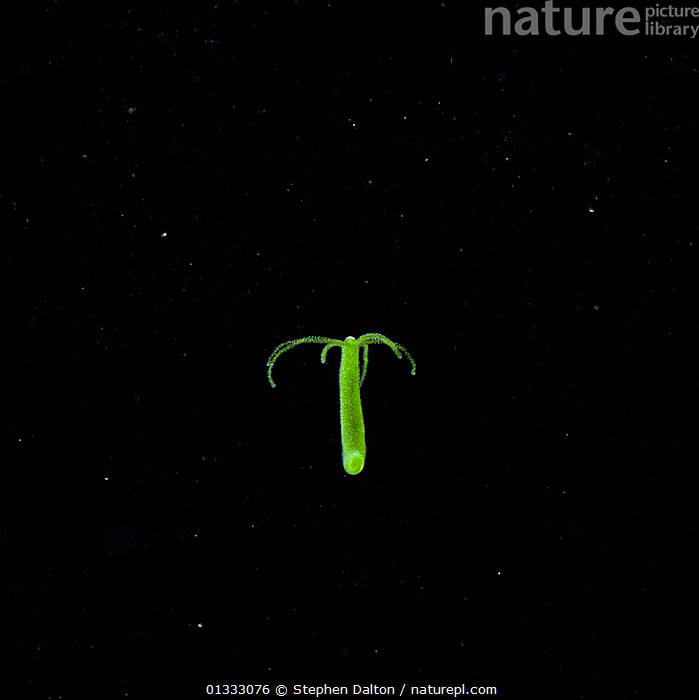 Stock photo of Green Hydra (Hydra viridis) with tentacles retracted. UK ...