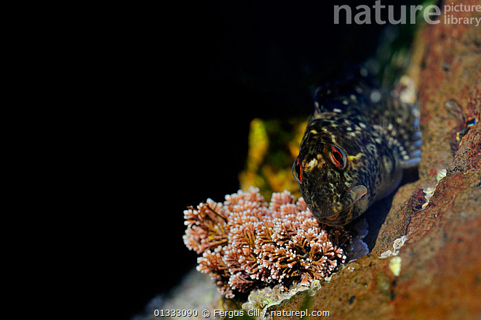 Stock photo of Shanny / Common blenny (Lipophys / Blennius pholis ...
