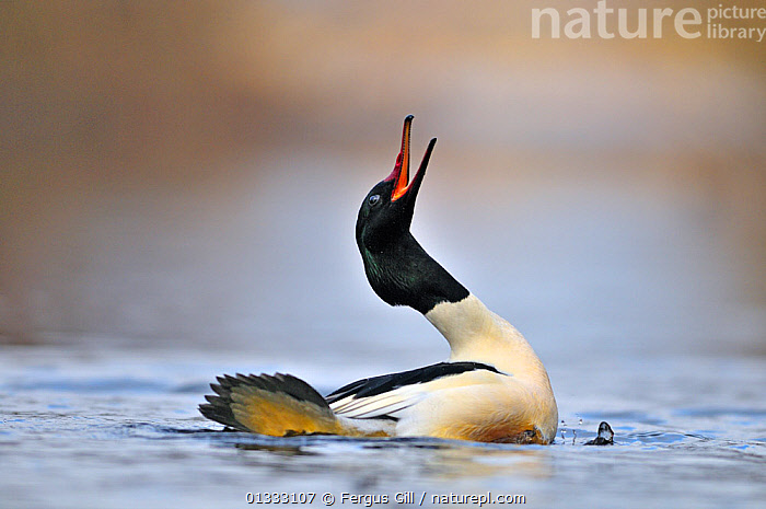 Stock photo of Goosander (Mergus merganser) male displaying as part of ...