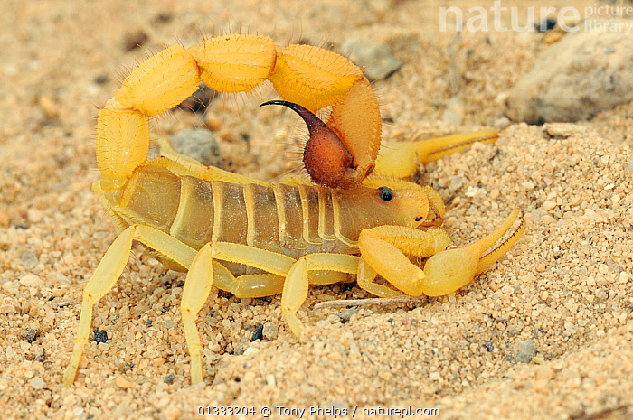 Stock photo of Scorpion (Parabuthus granulatus) Noup, Northern Cape ...