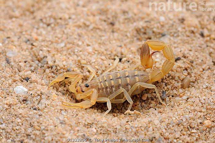 Stock photo of Scorpion (Uroplectes carinatus) Noup, Namaqualand ...