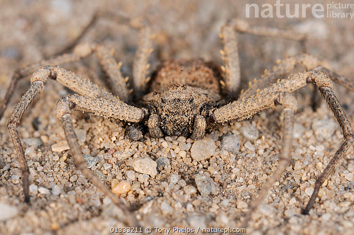 Stock photo of Assasin spider(Sicarius spp.) highly venomous. Noup ...