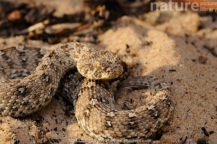 Stock photo of Namaqua Dwarf Adder (Bitis schneideri), the smallest ...