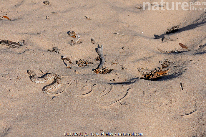 Stock photo of Namaqua Dwarf Adder (Bitis schneideri) leaving ...