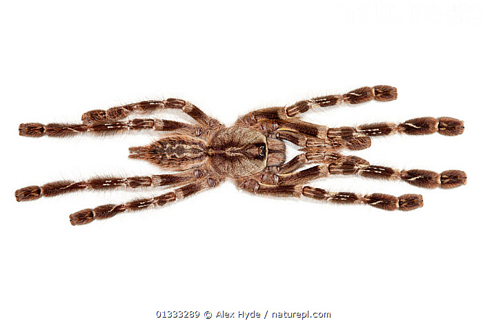 Stock photo of Indian ornamental tarantula (Poecilotheria regalis) male ...