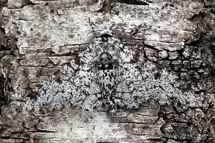 Stock photo of Peppered Moth (Biston betularia), typical form ...