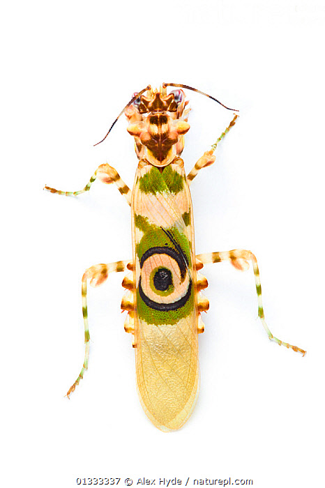 Stock photo of Spiny flower mantis (Pseudocreobotra wahlbergii) showing ...