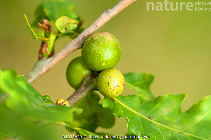 Stock photo of Marble galls of Oak marble gall wasp (Andricus kollari ...