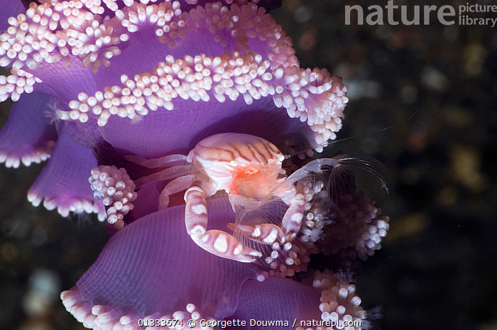 Stock photo of Pen Crab (Porcellanella triloba) perched in Sea Pen ...
