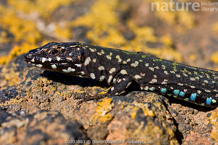 Stock photo of Linosa island's subspecies of the Filfola Lizard or ...