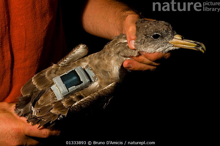 Stock photo of A GPS transmitter is applied by LIPU/Birdlife ...